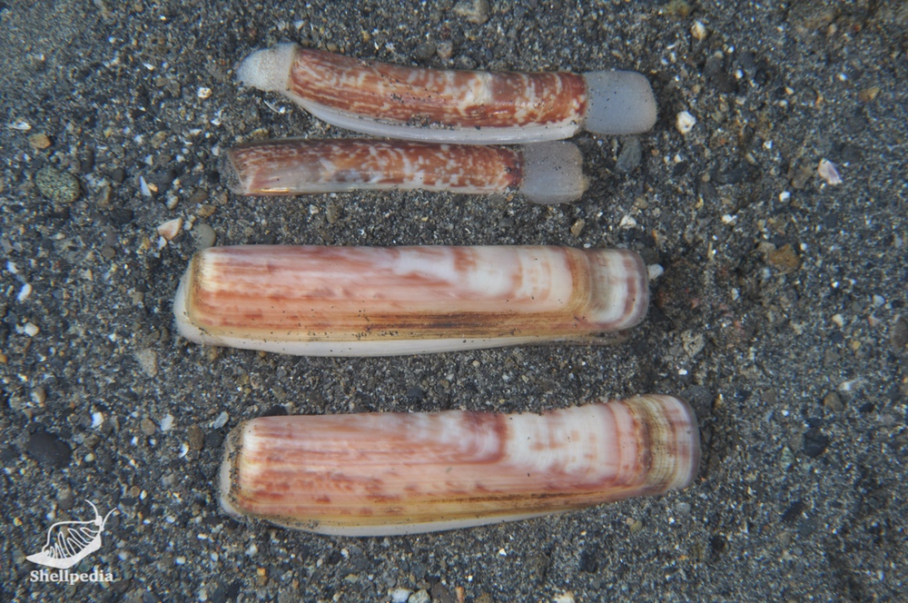 バラフマテガイ, Solen roseomaculatus Pilsbry, 1901