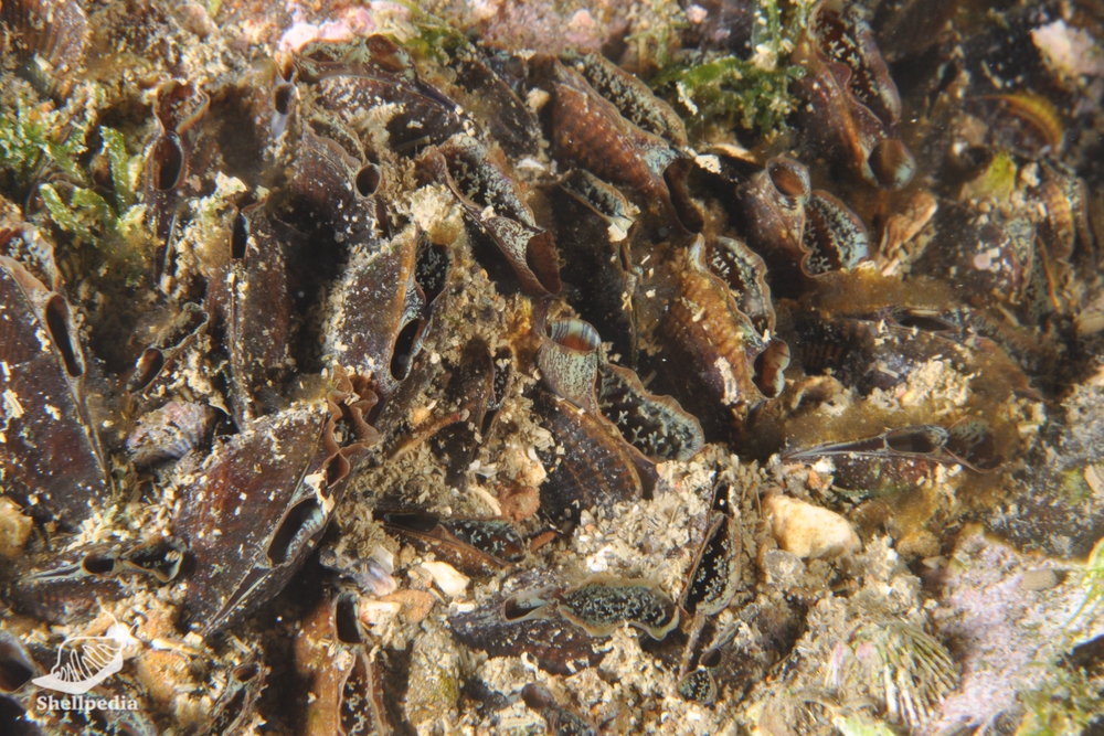 ヒバリガイモドキ, Brachidontes mutabilis (Gould, 1861)