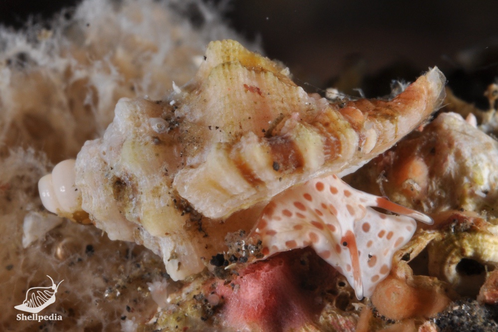 ヒメミツカドボラ, Turritriton labiosus (Wood, 1828)