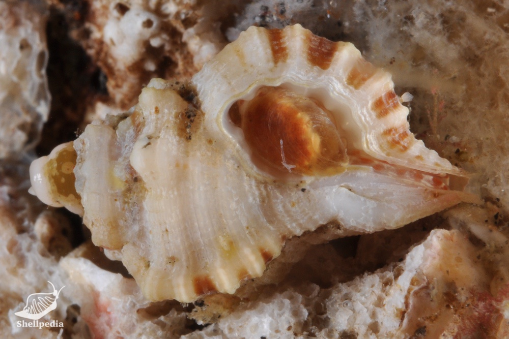 ヒメミツカドボラ, Turritriton labiosus (Wood, 1828)