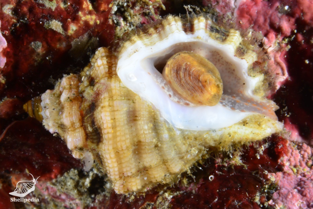 ヒメミツカドボラ, Turritriton labiosus (Wood, 1828)