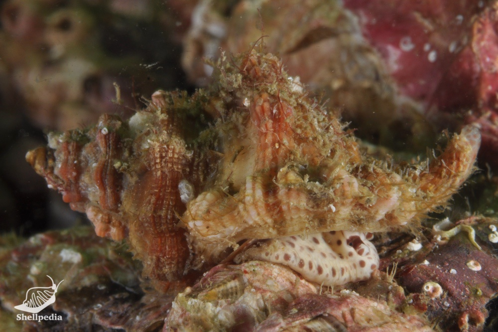 ヒメミツカドボラ, Turritriton labiosus (Wood, 1828)