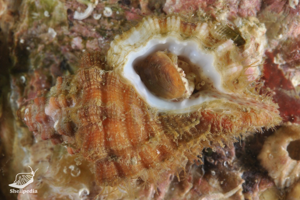 ヒメミツカドボラ, Turritriton labiosus (Wood, 1828)