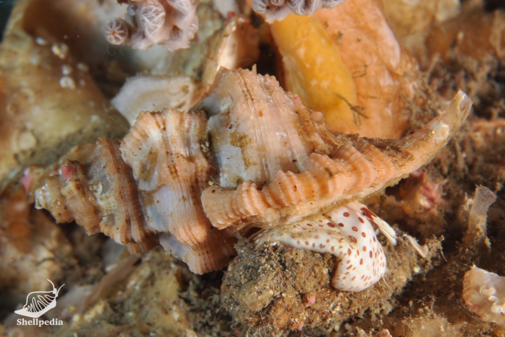 ヒメミツカドボラ, Turritriton labiosus (Wood, 1828)