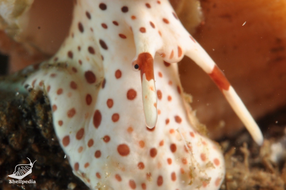 ヒメミツカドボラ, Turritriton labiosus (Wood, 1828)