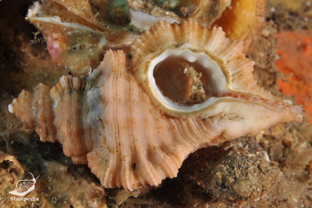 ヒメミツカドボラ, Turritriton labiosus (Wood, 1828)