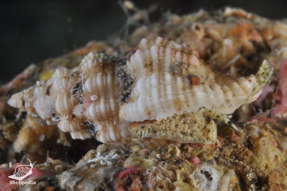 ヒメヨウラク, Ergalatax contractus (Reeve, 1846)