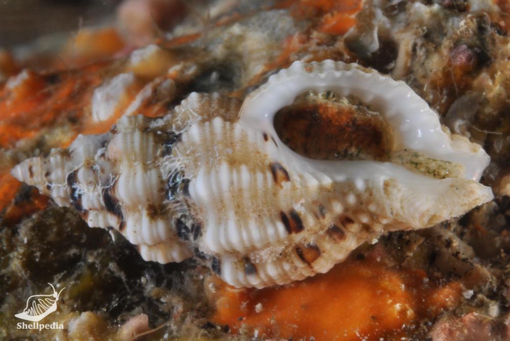 ヒメヨウラク, Ergalatax contractus (Reeve, 1846)