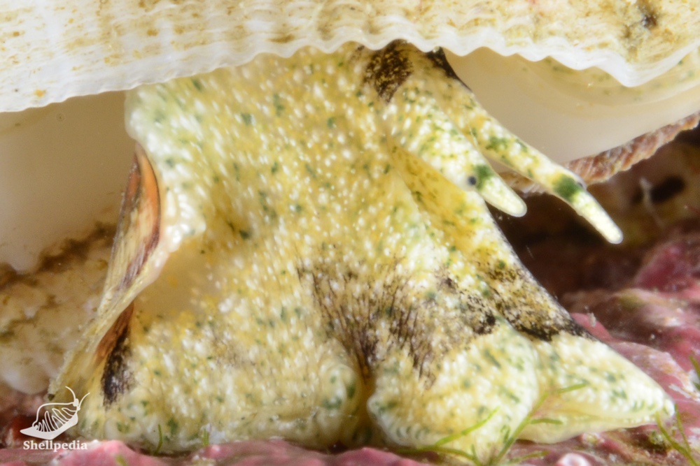 ヒメヨウラク, Ergalatax contractus (Reeve, 1846)