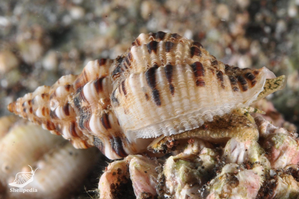 ヒメヨウラク, Ergalatax contractus (Reeve, 1846)