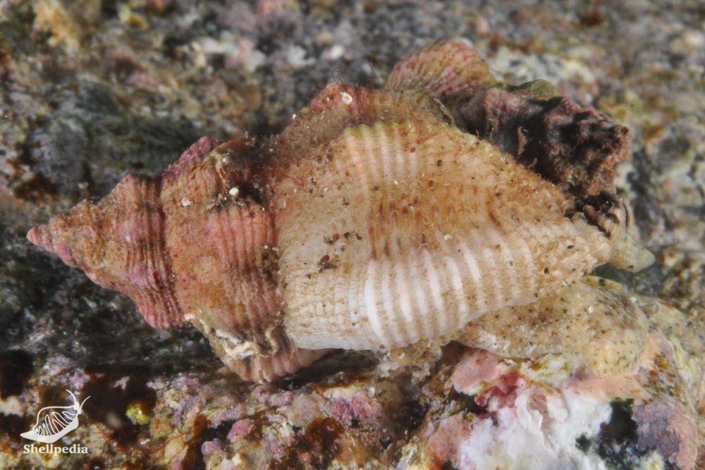 ヒメヨウラク, Ergalatax contractus (Reeve, 1846)