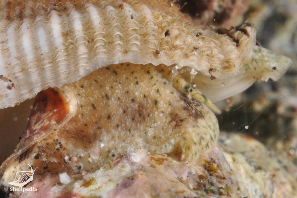 ヒメヨウラク, Ergalatax contractus (Reeve, 1846)