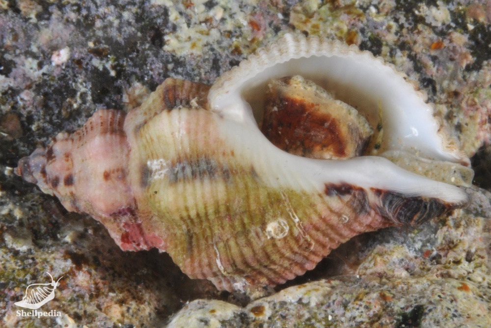 ヒメヨウラク, Ergalatax contractus (Reeve, 1846)