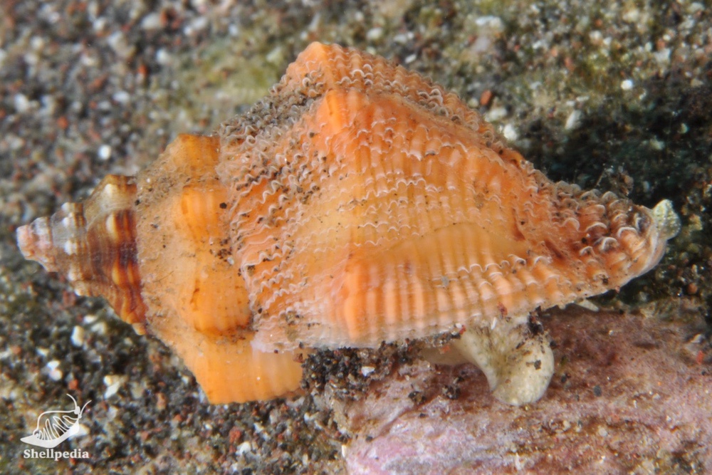 ヒメヨウラク, Ergalatax contractus (Reeve, 1846)