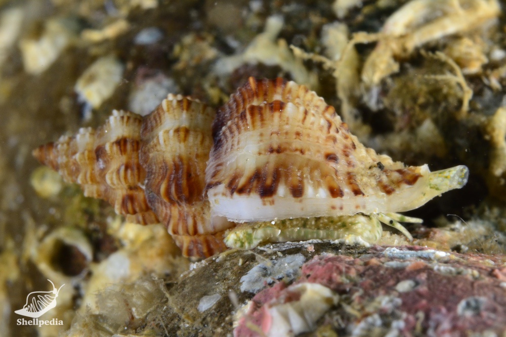 ヒメヨウラク, Ergalatax contractus (Reeve, 1846)