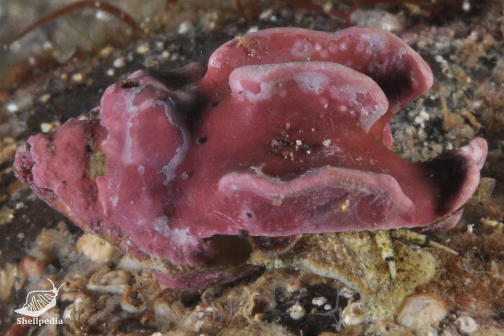 ヒメヨウラク, Ergalatax contractus (Reeve, 1846)