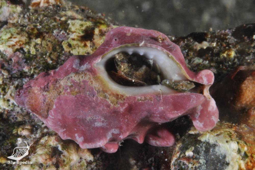 ヒメヨウラク, Ergalatax contractus (Reeve, 1846)