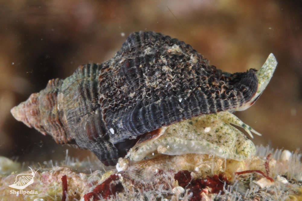 ヒメヨウラク, Ergalatax contractus (Reeve, 1846)