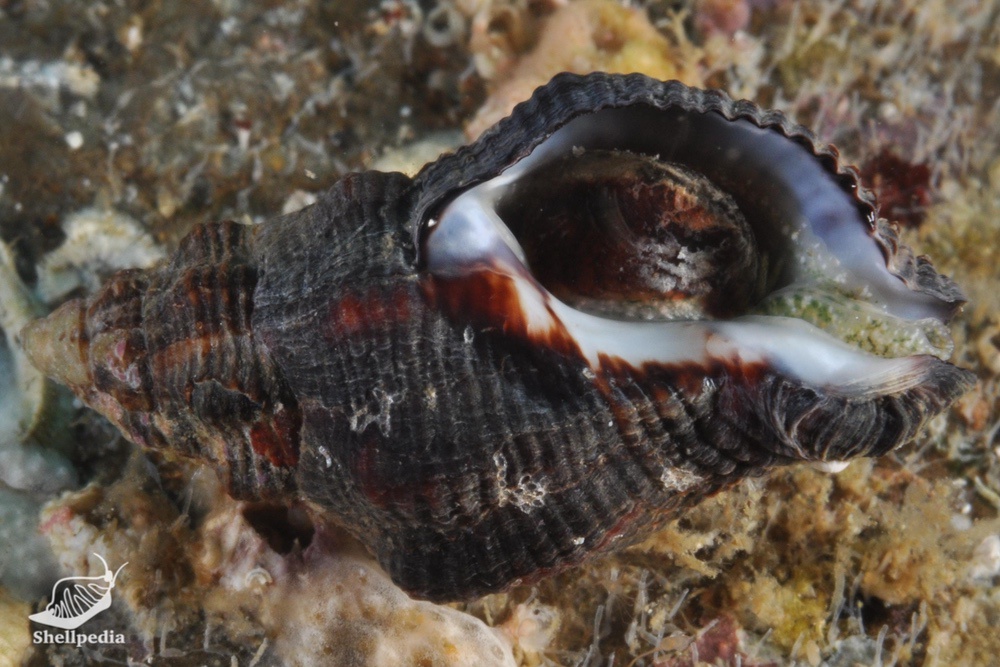 ヒメヨウラク, Ergalatax contractus (Reeve, 1846)