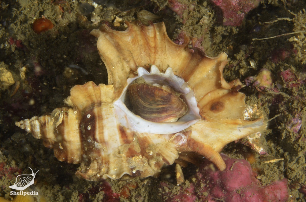 ヒレガイ, Ceratostoma burnetti (Adams & Reeve, 1849)