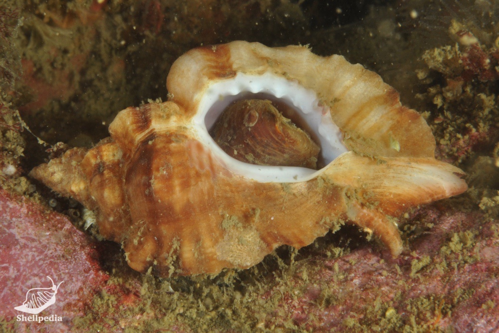 ヒレガイ, Ceratostoma burnetti (Adams & Reeve, 1849)