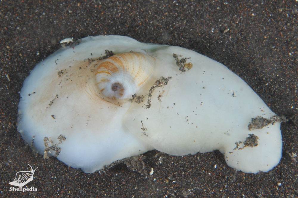 フクロガイ, Sinum javanicum (Gray, 1834)