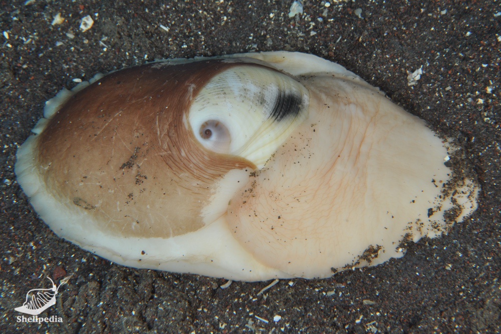 フクロガイ, Sinum javanicum (Gray, 1834)