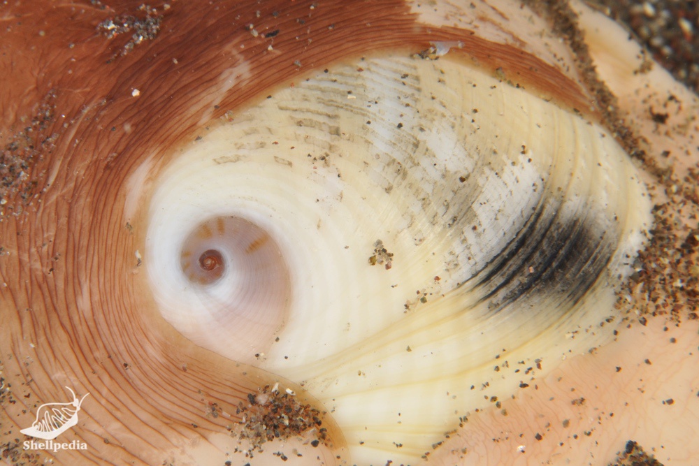 フクロガイ, Sinum javanicum (Gray, 1834)