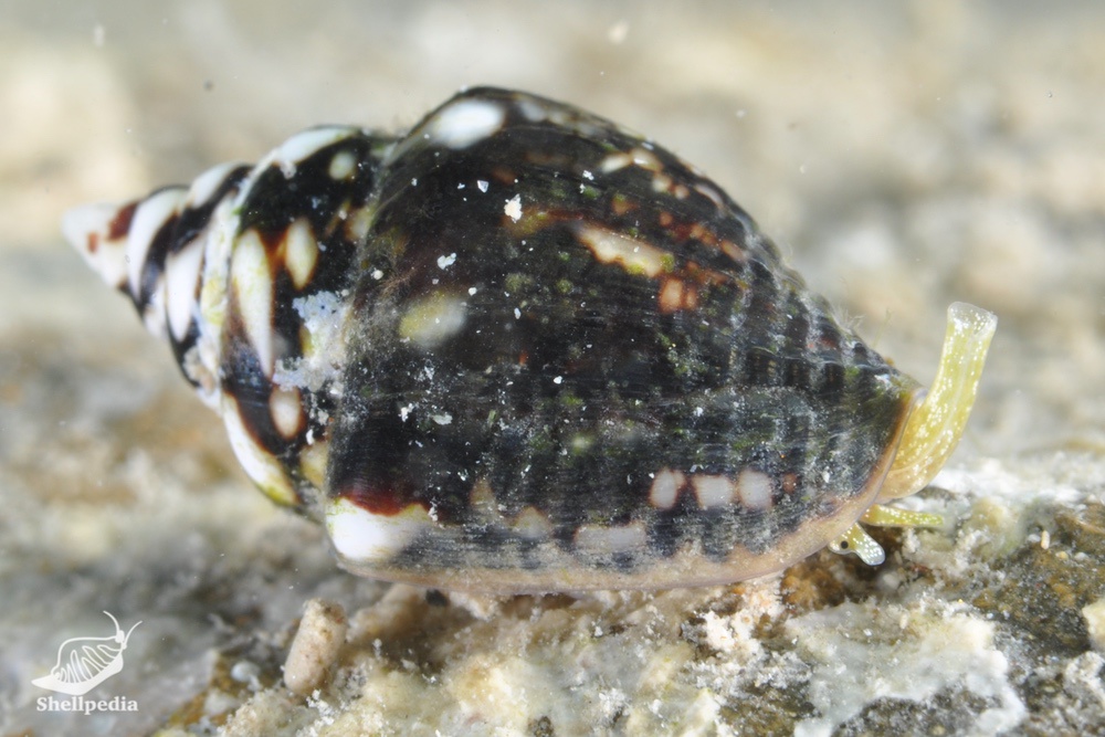 フトコロガイ, Euplica scripta (Lamarck, 1822)