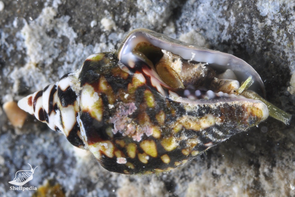 フトコロガイ, Euplica scripta (Lamarck, 1822)