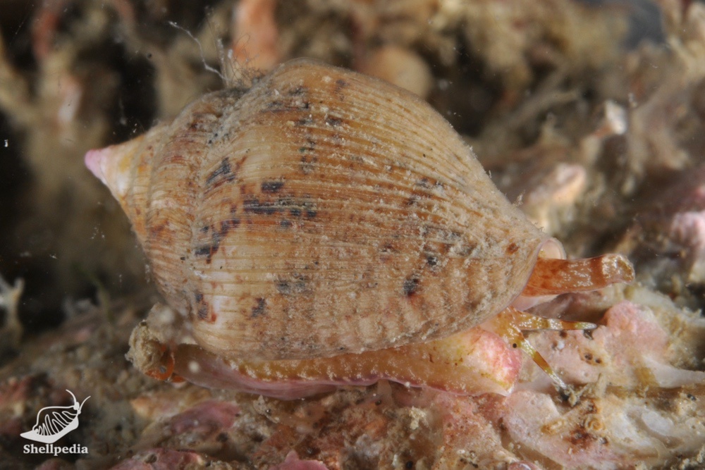 フトコロガイ, Euplica scripta (Lamarck, 1822)