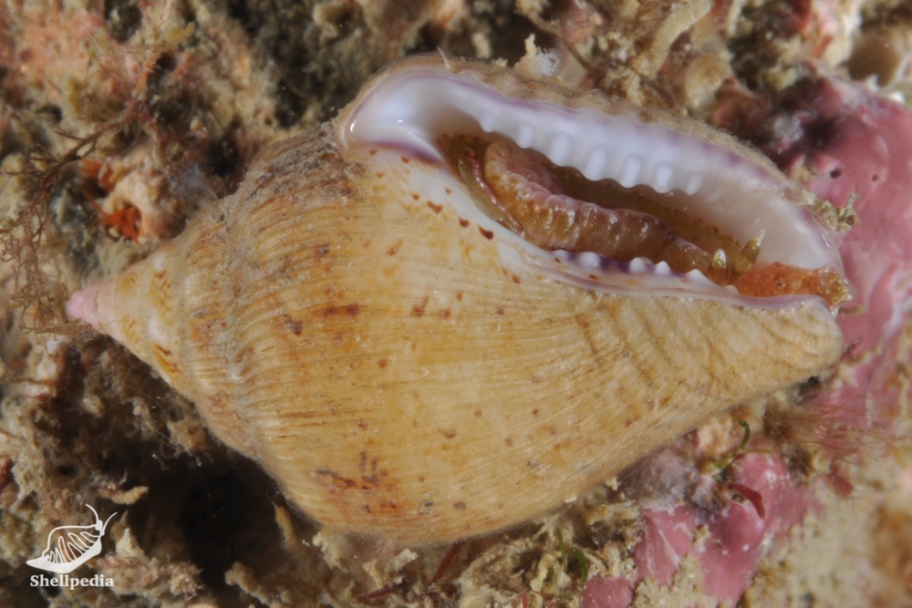 フトコロガイ, Euplica scripta (Lamarck, 1822)