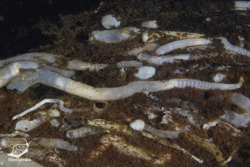 シェルペディア 日本の貝 | Shellpedia