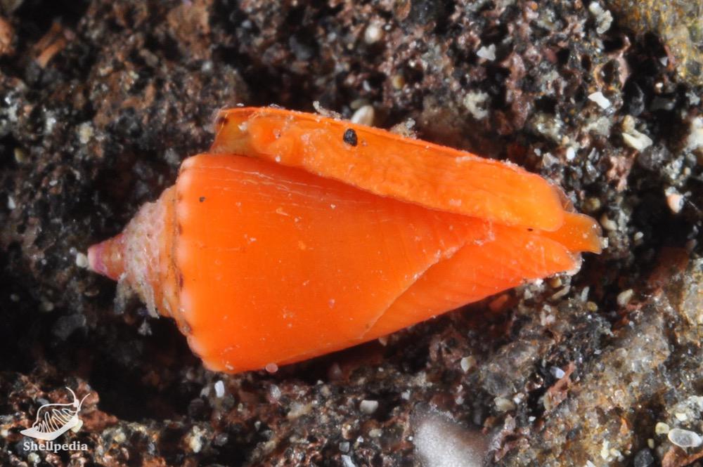 ベッコウイモ, Conus fulmen Reeve, 1843