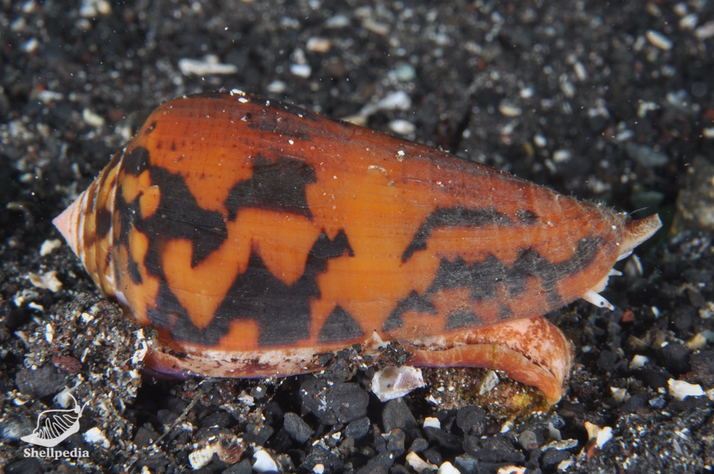 ベッコウイモ, Conus fulmen Reeve, 1843