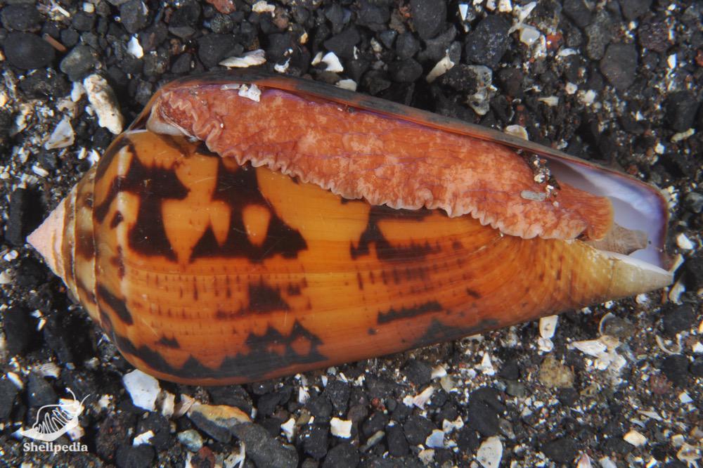 ベッコウイモ, Conus fulmen Reeve, 1843