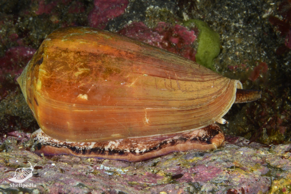 ベッコウイモ, Conus fulmen Reeve, 1843