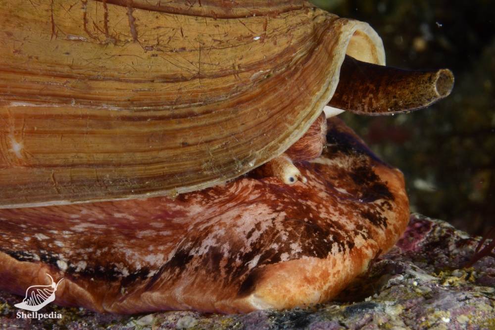 ベッコウイモ, Conus fulmen Reeve, 1843