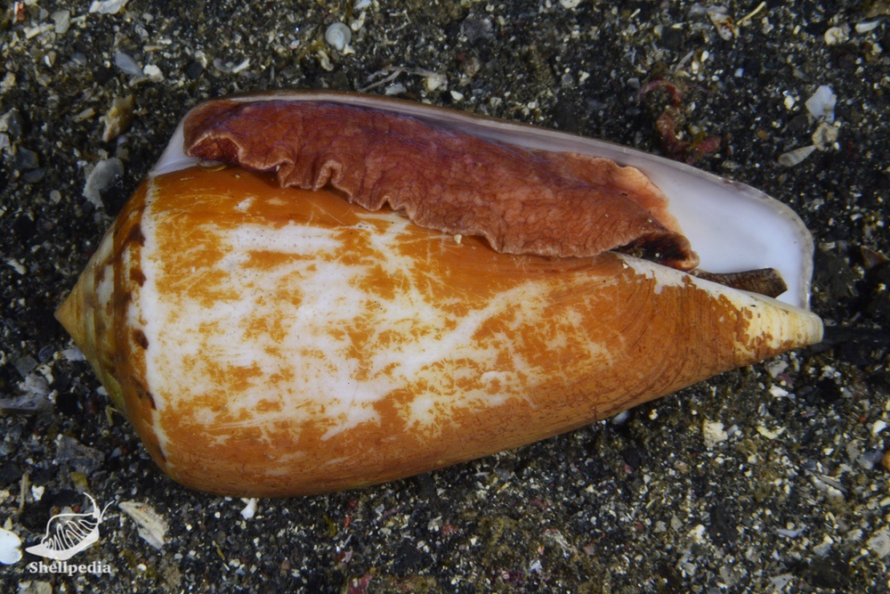 ベッコウイモ, Conus fulmen Reeve, 1843