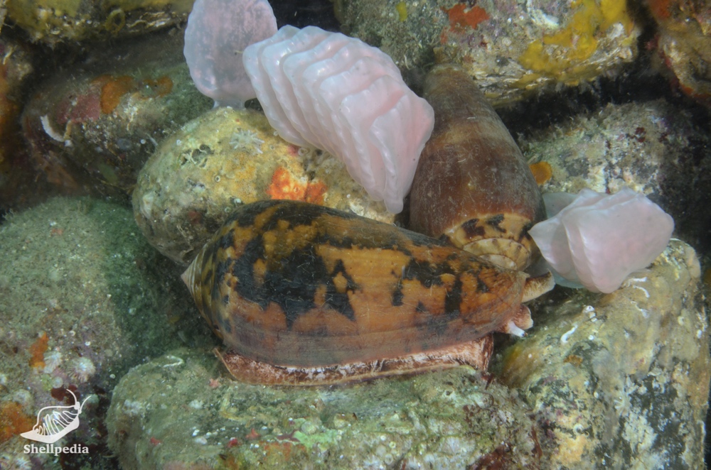 ベッコウイモ, Conus fulmen Reeve, 1843