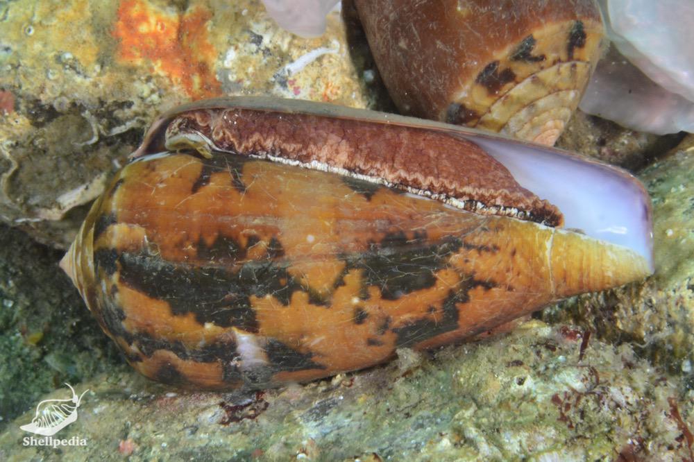 ベッコウイモ, Conus fulmen Reeve, 1843