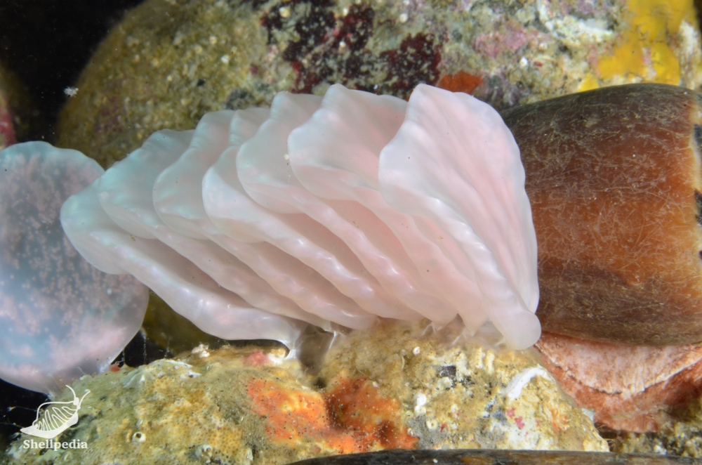 ベッコウイモ, Conus fulmen Reeve, 1843