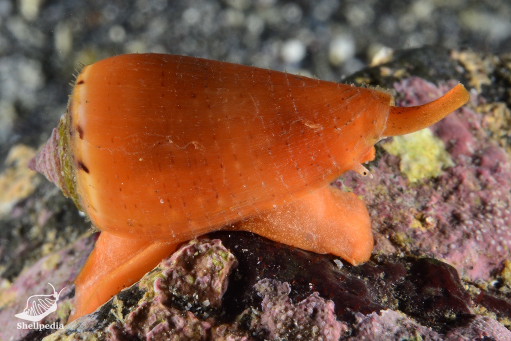 ベッコウイモ, Conus fulmen Reeve, 1843