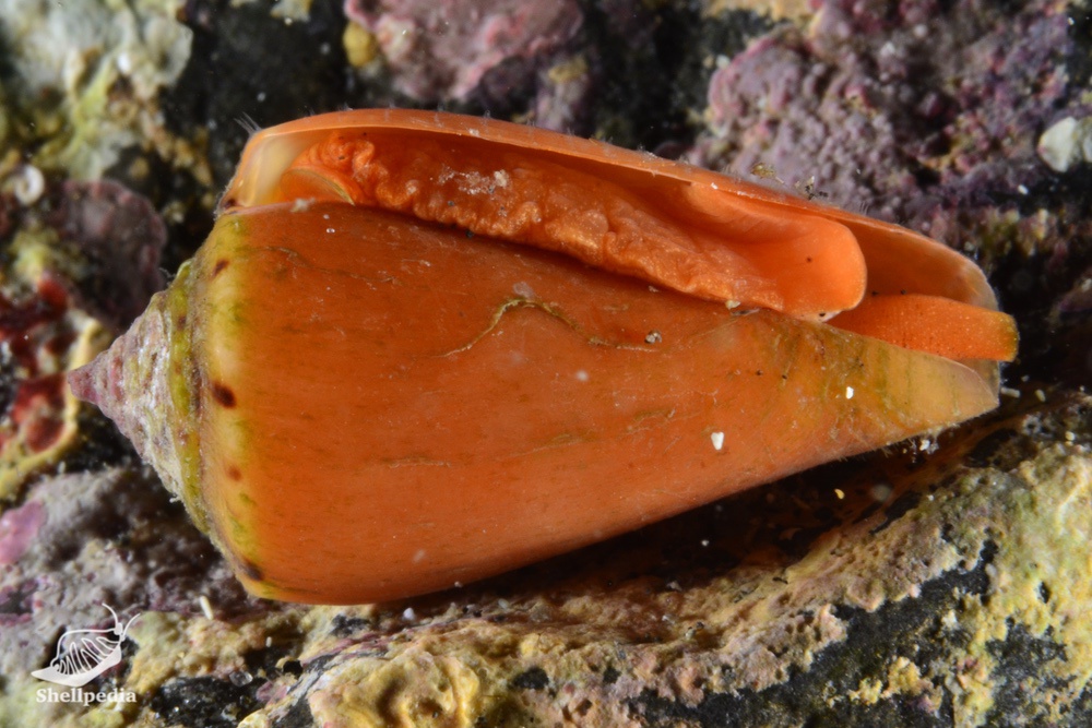 ベッコウイモ, Conus fulmen Reeve, 1843