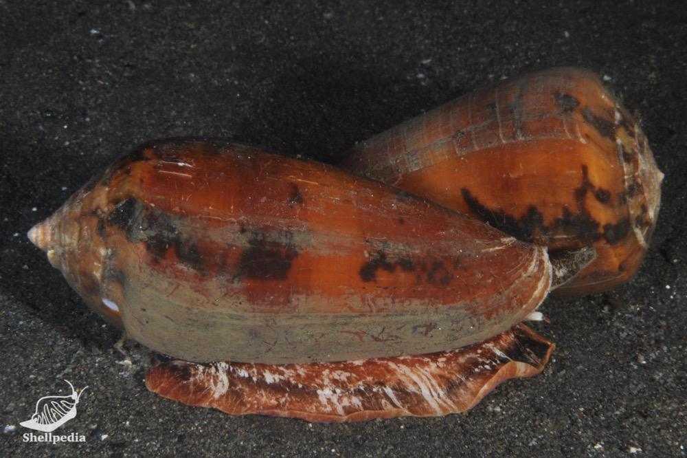 ベッコウイモ, Conus fulmen Reeve, 1843