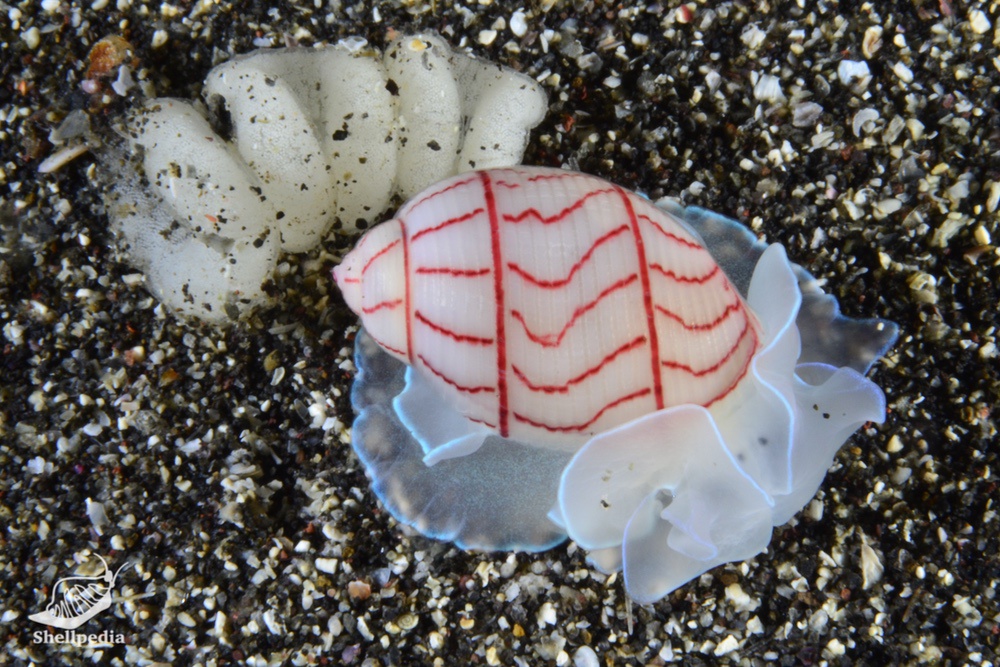 ベニシボリガイ, Bullina lineata (Gray, 1825)