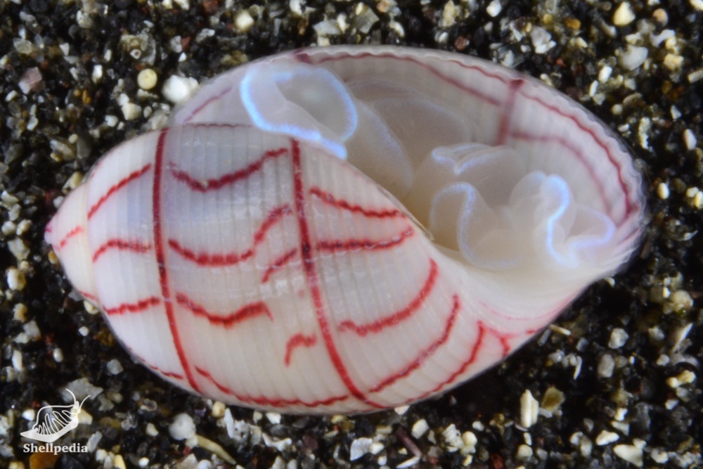 ベニシボリガイ, Bullina lineata (Gray, 1825)