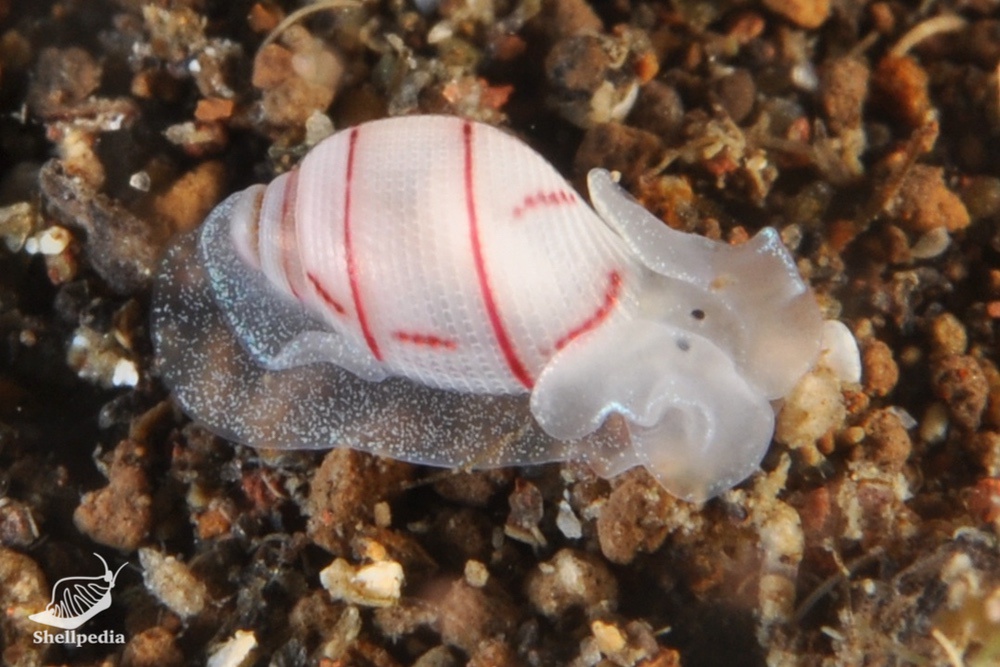 ベニシボリガイ, Bullina lineata (Gray, 1825)