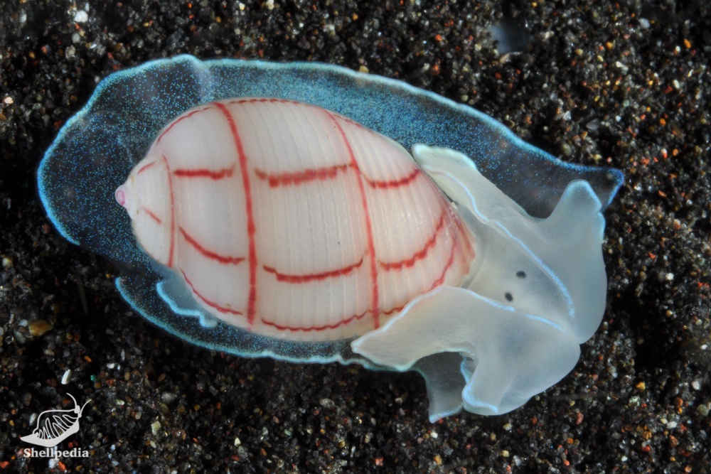 ベニシボリガイ, Bullina lineata (Gray, 1825)