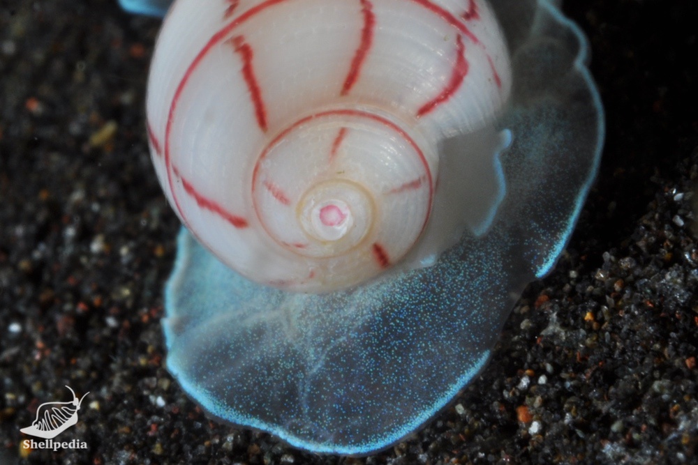 ベニシボリガイ, Bullina lineata (Gray, 1825)